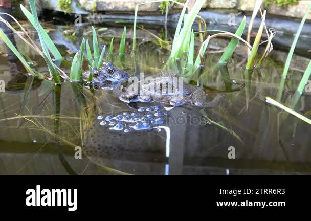 Amphibian amphibians spawn frogspawn Stock Videos & Footage - HD and 4K Video Clips - Alamy