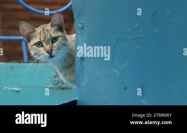 Romping cat Stock Videos & Footage - HD and 4K Video Clips - Alamy