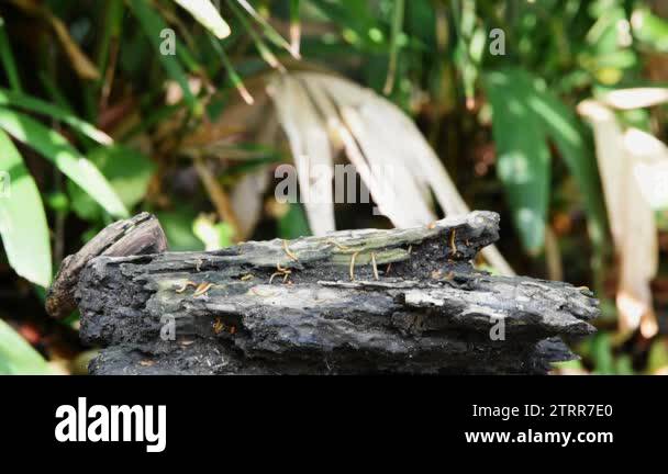 Undertail coverts Stock Videos & Footage - HD and 4K Video Clips - Alamy