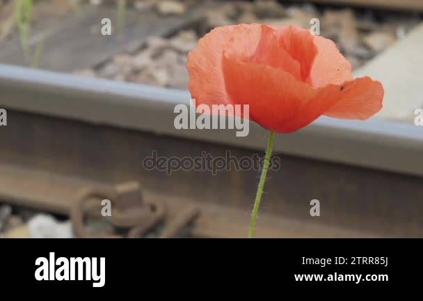 Wartime rail Stock Videos & Footage - HD and 4K Video Clips - Alamy