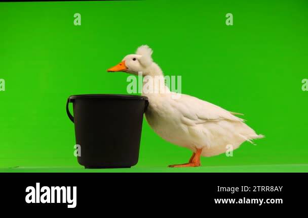 duck wants to drink water from the bucket on a green screen . Sound ...