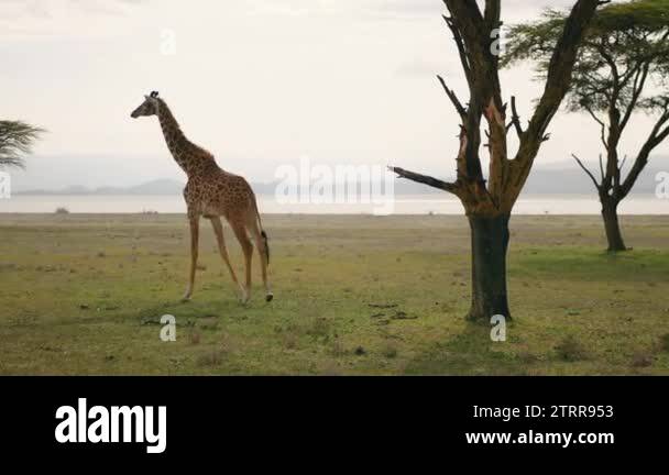 Large tall acacia tree Stock Videos & Footage - HD and 4K Video Clips ...