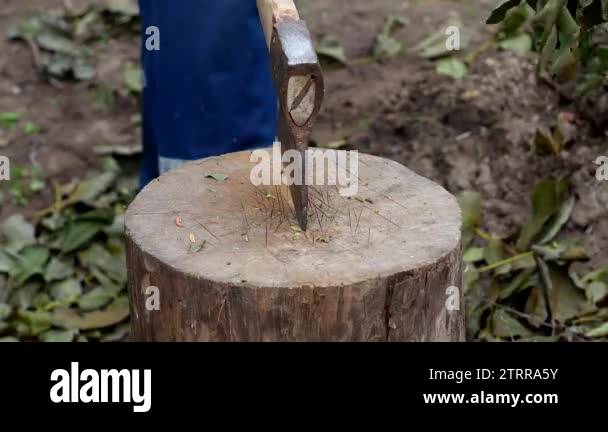 a man cuts with an ax the branches cut from a garden tree at their ...
