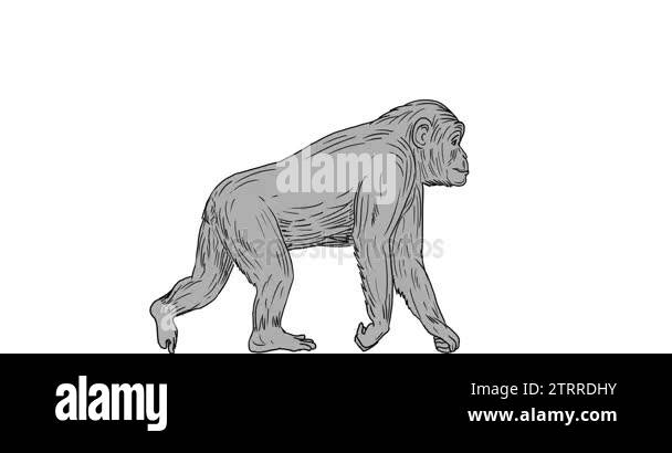 Ape side view animation Stock Videos & Footage - HD and 4K Video Clips ...
