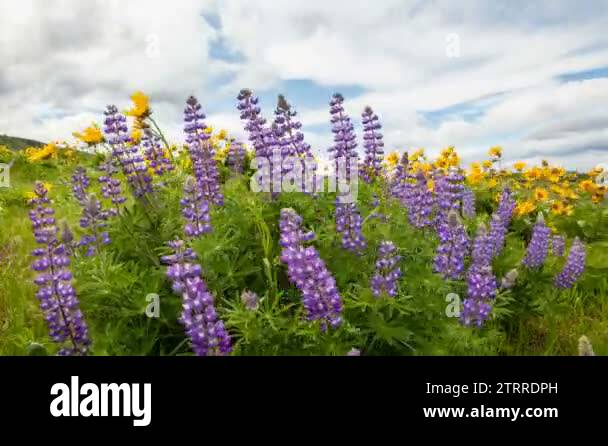 The dalles flowers Stock Videos & Footage - HD and 4K Video Clips - Alamy