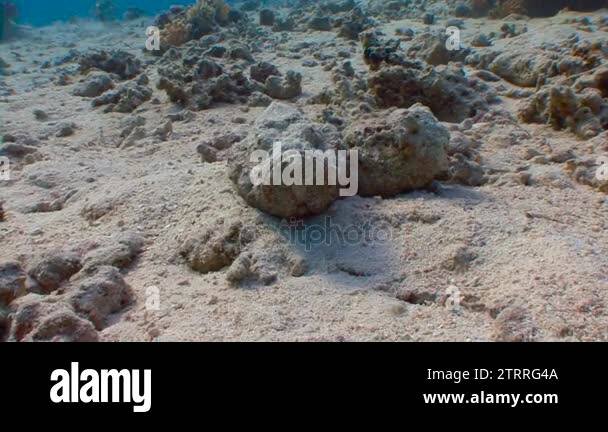 Very slow and very poisonous stone fish. Diving in the Red sea near ...