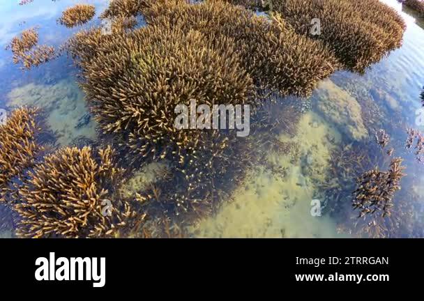 Coral reef emerges from the water at a reduced water level.during low ...