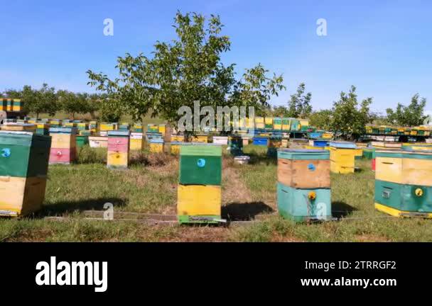 Bees in the apiary. in the meadow a lot of bee houses, hives are. honey ...