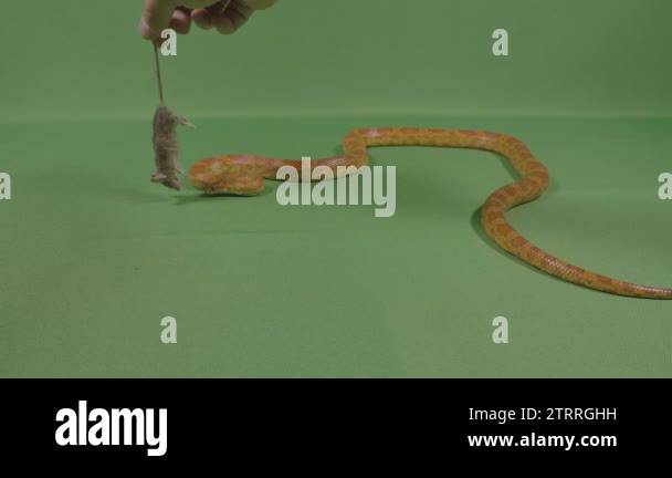 Snake to eat Stock Videos & Footage - HD and 4K Video Clips - Alamy