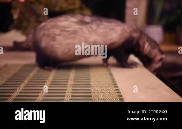 Funny table Stock Videos & Footage - HD and 4K Video Clips - Alamy