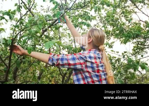 4k footage of beautiful young woman pruning branches on top of tree in ...