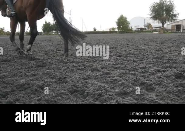 Foot of horse walking on the sand. Close up of legs going on the wet ...