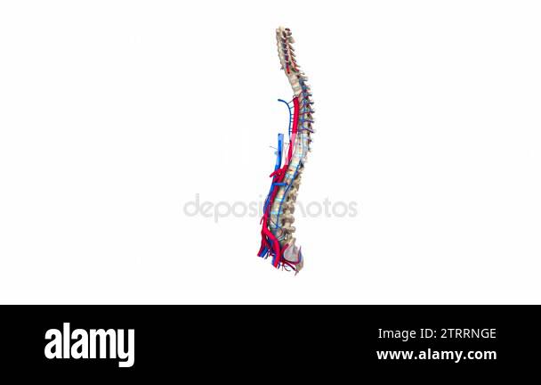 Vertebral spine Arteries and Veins system Stock Video Footage - Alamy