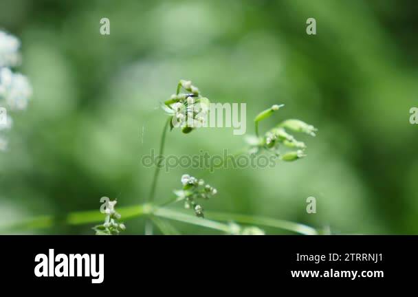 Cow parsnip weed poisonous plant Stock Videos & Footage - HD and 4K ...