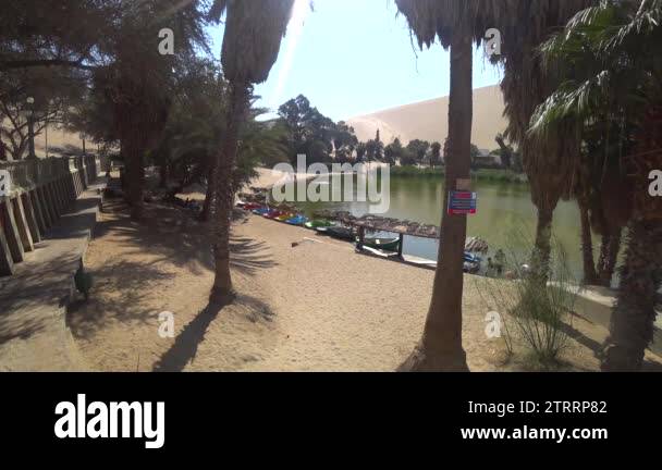 View peruvian desert tree Stock Videos & Footage - HD and 4K Video ...