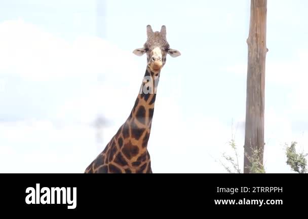 One giraffe Stock Videos & Footage - HD and 4K Video Clips - Alamy