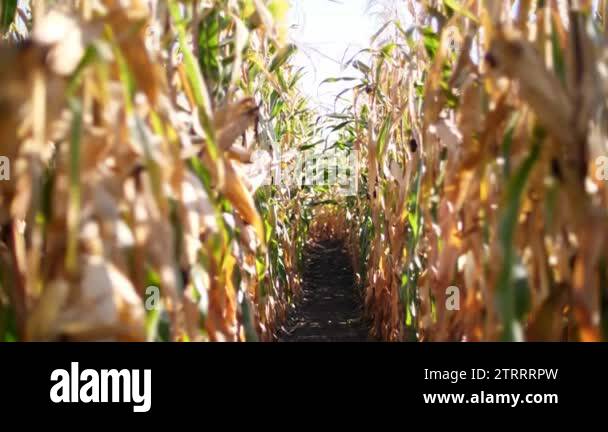 Corn field and rows Stock Videos & Footage - HD and 4K Video Clips - Alamy