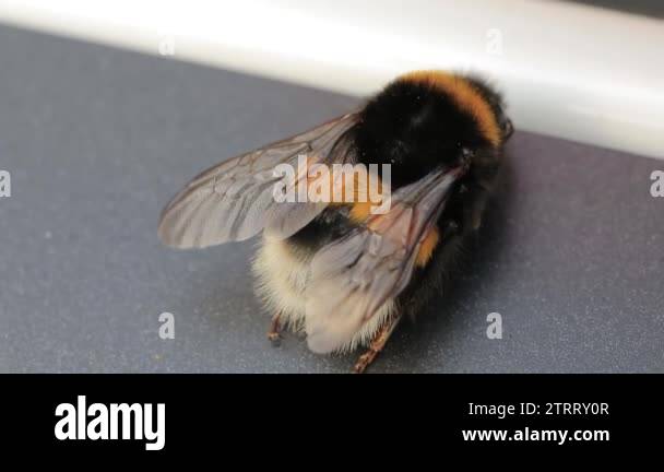 Macro view of bumblebee. White-Tailed Bumblebee Bombus lucorum . A big ...
