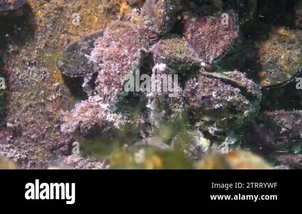 Dying mollusks on the bottom of the sea, mold on the surface of ...