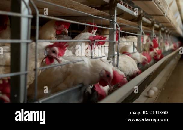 Poultry farm for breeding chickens, chicken eggs go through the ...