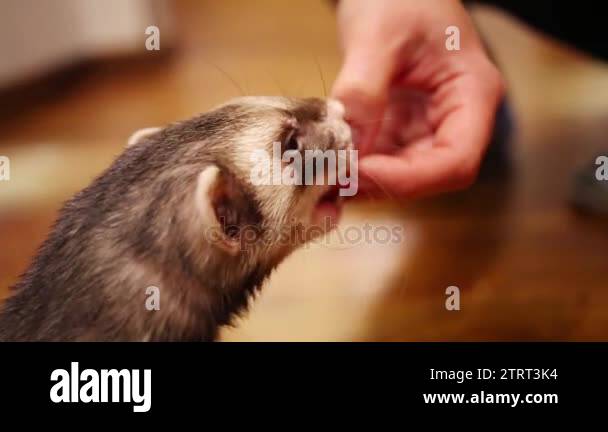 Ferrets in hand Stock Videos & Footage - HD and 4K Video Clips - Alamy