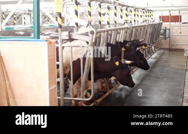 Milking cows on a modern farm, cows stand in stalls before milking, the ...