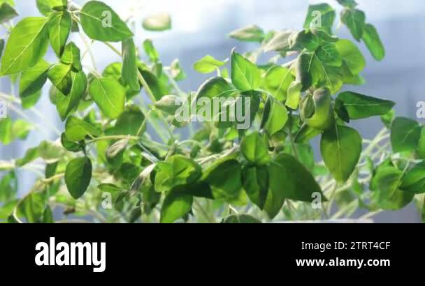 Desert dirt earth ecology environment germinate ground parched rebirth ...