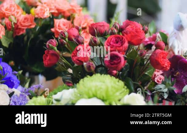 Flower show roses Stock Videos & Footage - HD and 4K Video Clips - Alamy