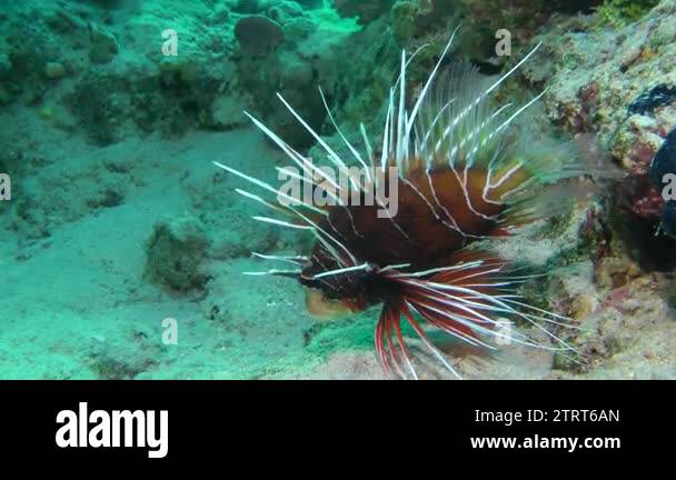 Longhorn firefish Stock Videos & Footage - HD and 4K Video Clips - Alamy