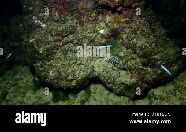 Healing fish Stock Videos & Footage - HD and 4K Video Clips - Alamy