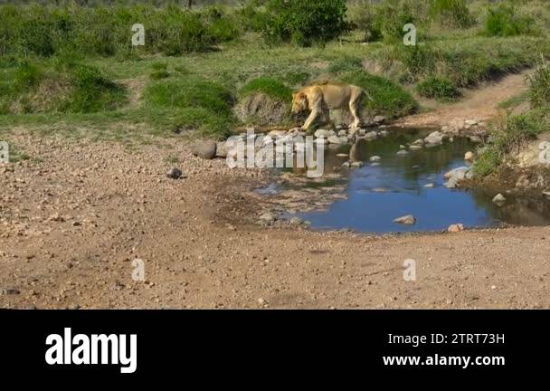 Lion route Stock Videos & Footage - HD and 4K Video Clips - Alamy