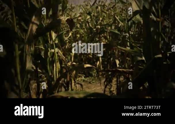 King killer Stock Videos & Footage - HD and 4K Video Clips - Alamy