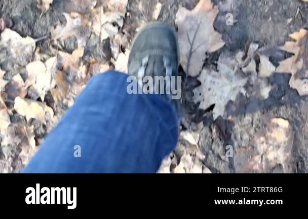 Fallen red oak leaves Stock Videos & Footage - HD and 4K Video Clips ...