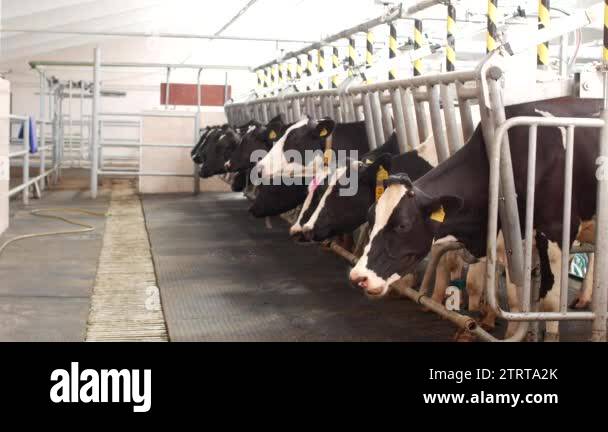 Farm for cows, milking milk, production of milk on a farm, cows and ...