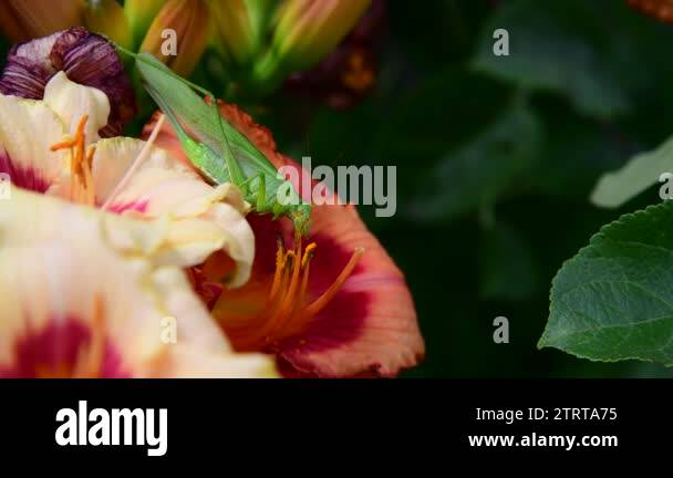 Pollen on lily stamens Stock Videos & Footage - HD and 4K Video Clips ...