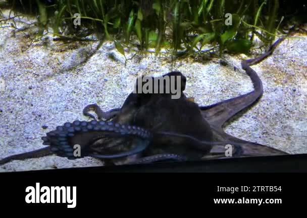 Playful marine life octopus Stock Videos & Footage - HD and 4K Video ...