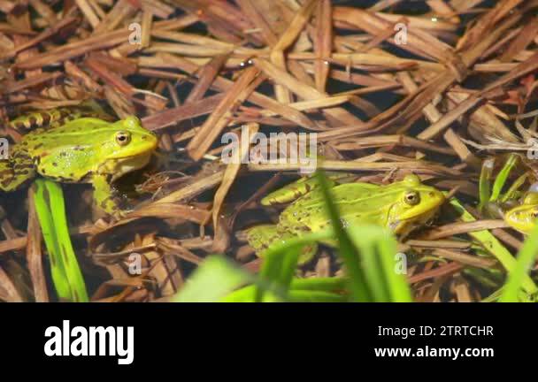 Frogs in grass Stock Videos & Footage - HD and 4K Video Clips - Alamy