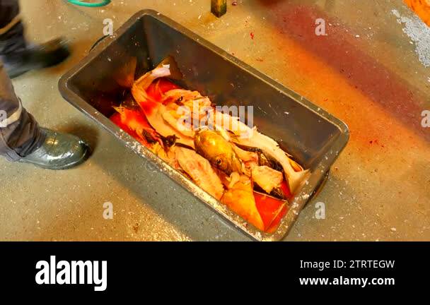 Workers hand throws fish skeleton into black crate. Skeleton of cod ...