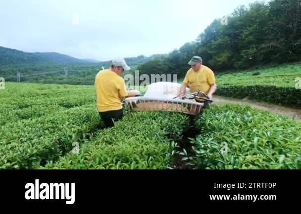Two men are engaged in assembling tea in a tea plantation. Automatic ...