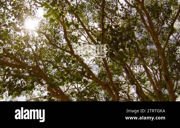 Video 1920x1080 - sacred Sacred Fig tree - the oldest tree on earth ...