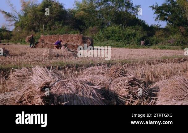 Field dried hay in Stock Videos & Footage - HD and 4K Video Clips - Alamy