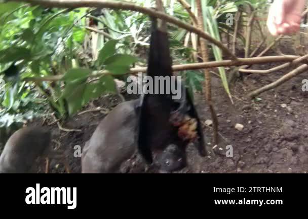 Vampire bat eating Stock Videos & Footage - HD and 4K Video Clips - Alamy