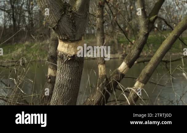 Girdled trees Stock Videos & Footage - HD and 4K Video Clips - Alamy