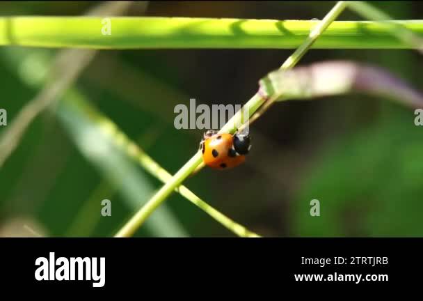 Faune animaux Stock Videos & Footage - HD and 4K Video Clips - Alamy