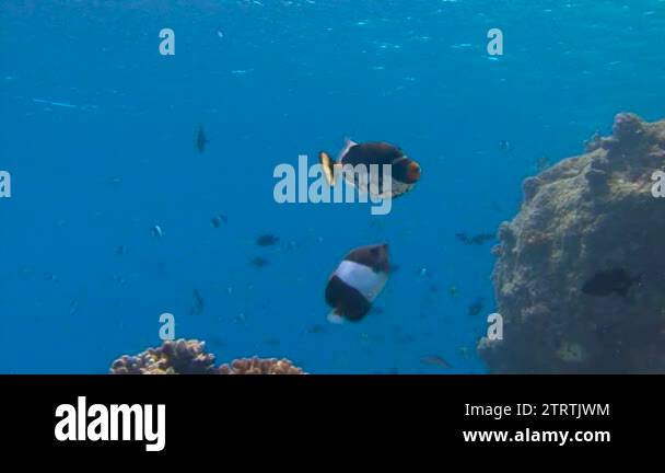 Diving on the reefs of the Maldives archipelago. Clown Trigger fish ...