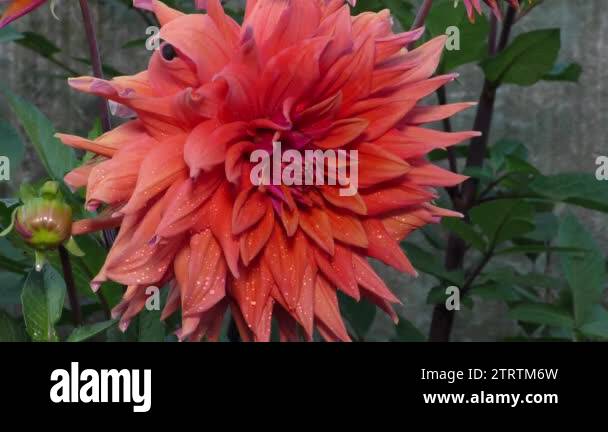 Modern rose garden Stock Videos & Footage - HD and 4K Video Clips - Alamy