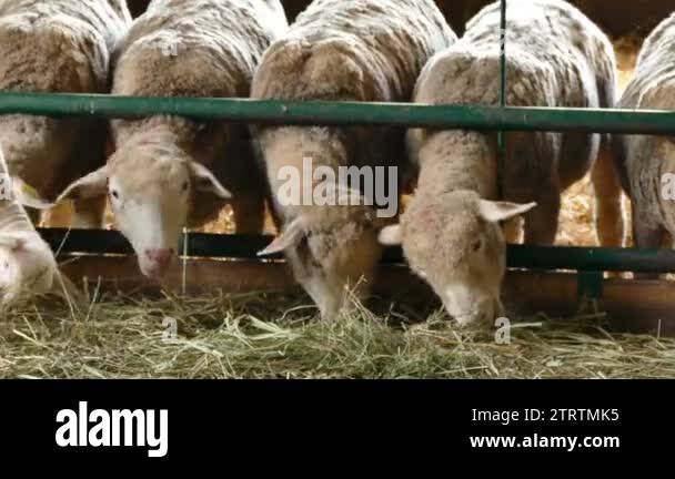 Sheep Breeding Indoors / Sheep and lambs in special boxes at the ...