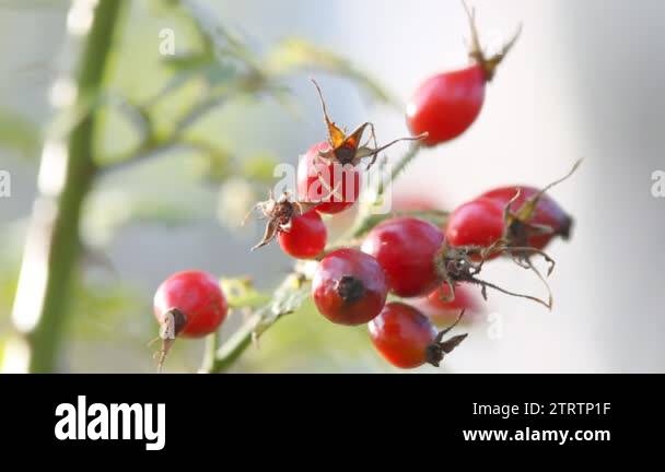 Wild rose and buds Stock Videos & Footage - HD and 4K Video Clips - Alamy