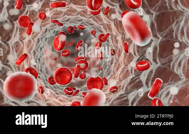 Realistic blood cells in an artery. Erythrocytes moving in the blood ...