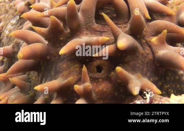Deep sea cucumber species Stock Videos & Footage - HD and 4K Video ...